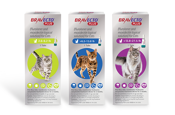 Bravecto® PLUS Topical Solution for Cats | Fleas, ticks, heartworms, hookworms, and roundworms ...